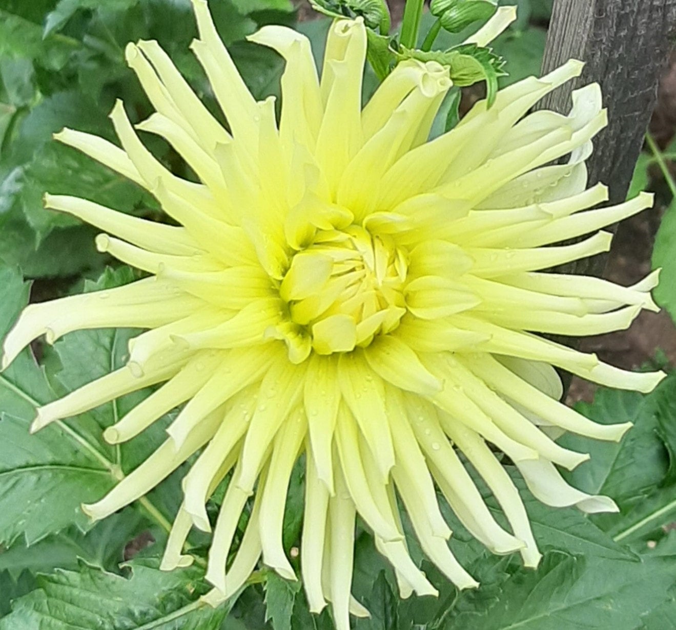 Skipley Mello Yellow PAPA PAUL S DAHLIAS